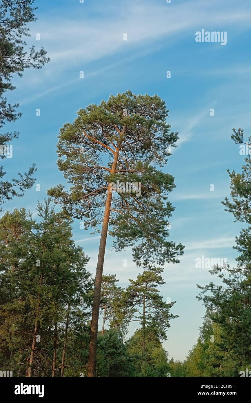 pine tree crest on a long trunk on a blue sky in Ermenonville forest ...