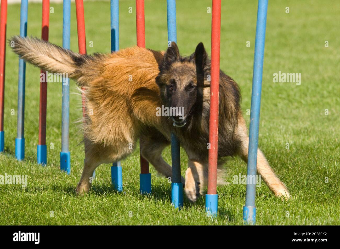 Dog at Agility - fast dog sport for disciplined dogs Stock Photo - Alamy