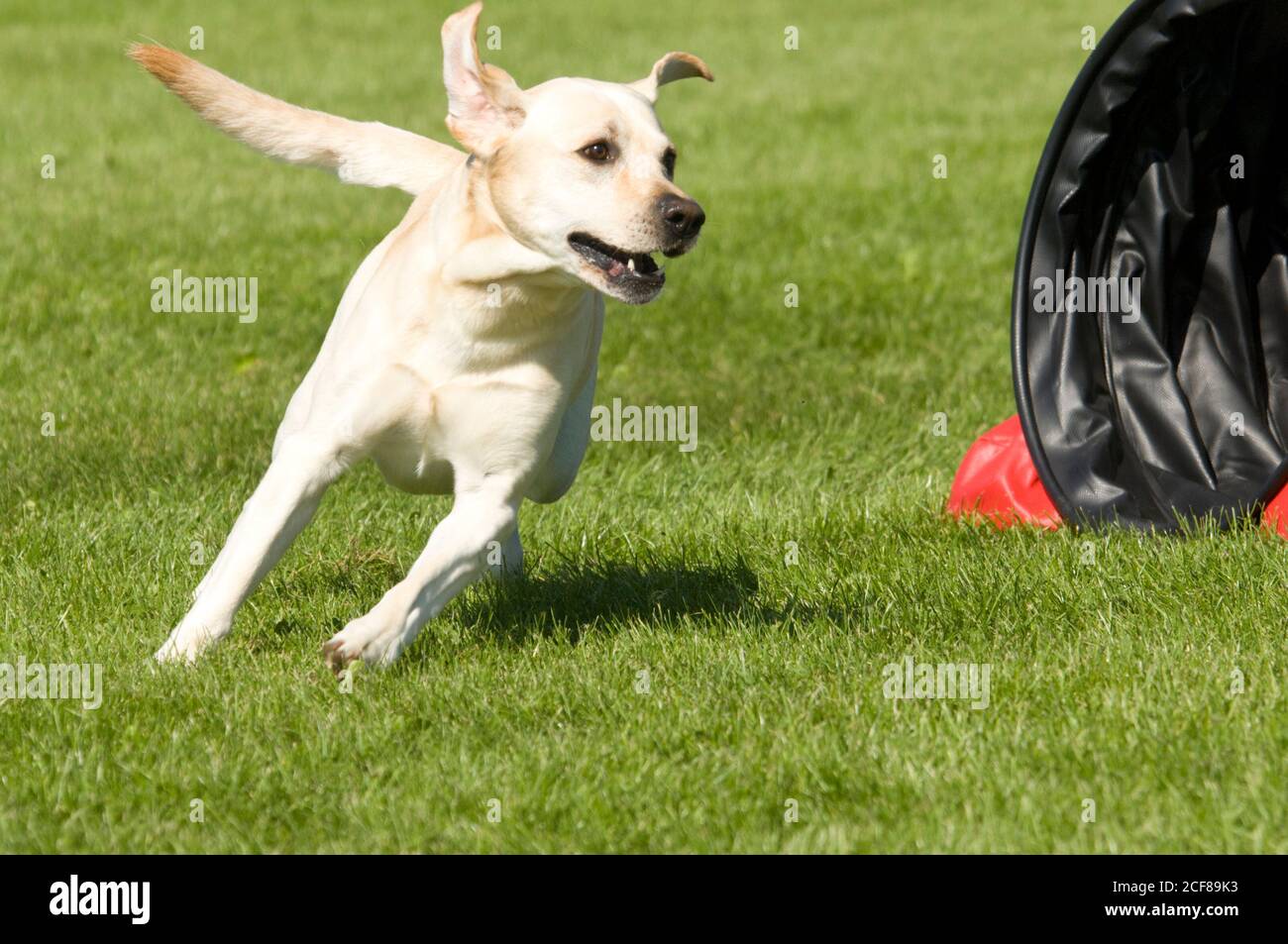 White labrador at agility course - fast dog sport Stock Photo - Alamy