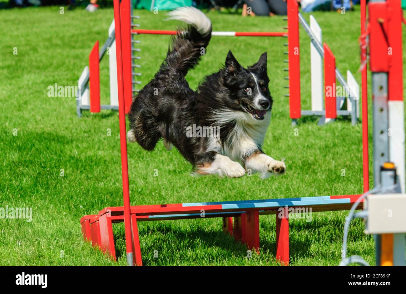 Dog at Agility - fast dog sport for disciplined dogs Stock Photo - Alamy