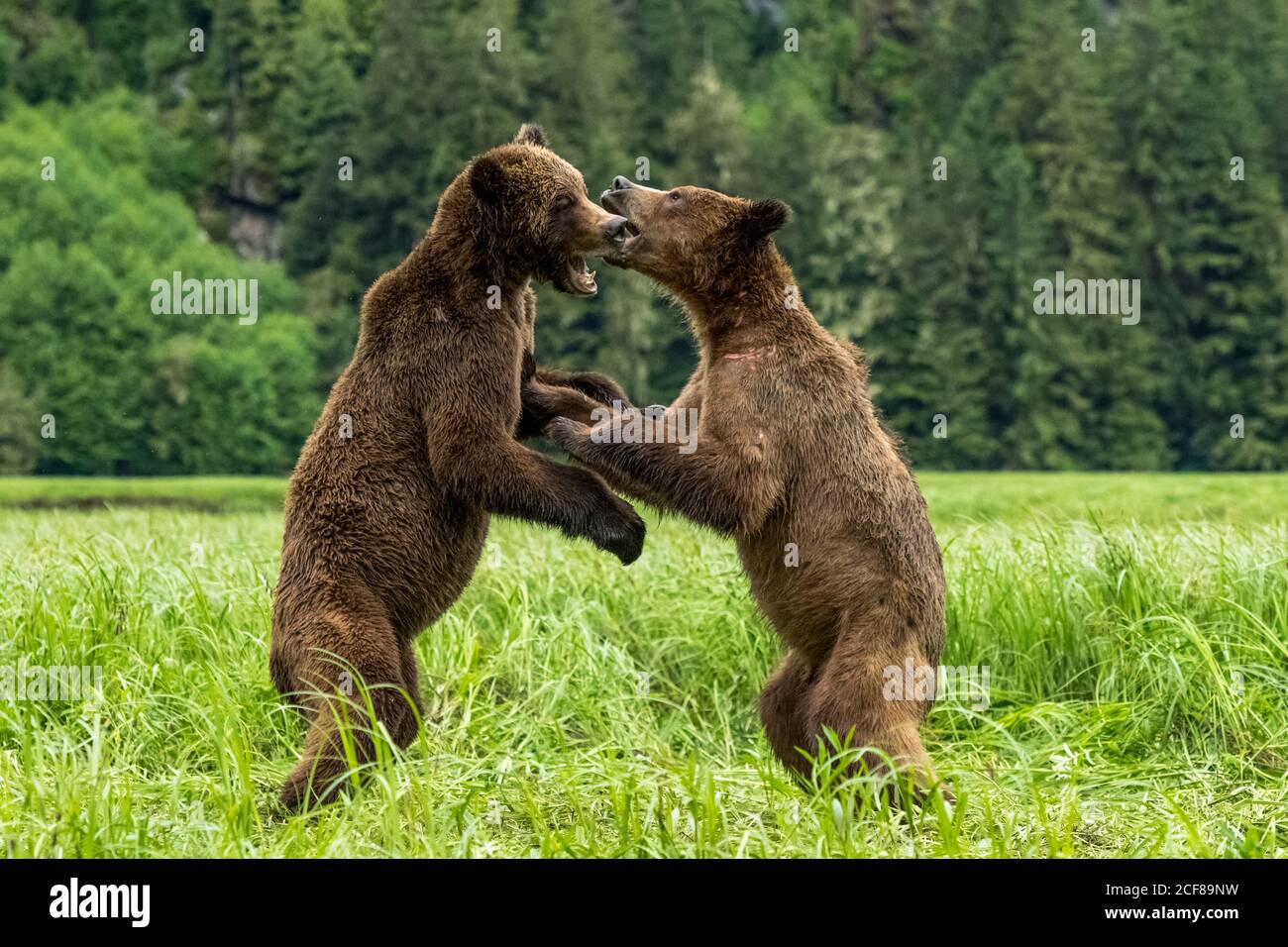 Closeup of Grizzly bears playing together in the Khutzeymateen Grizzly ...