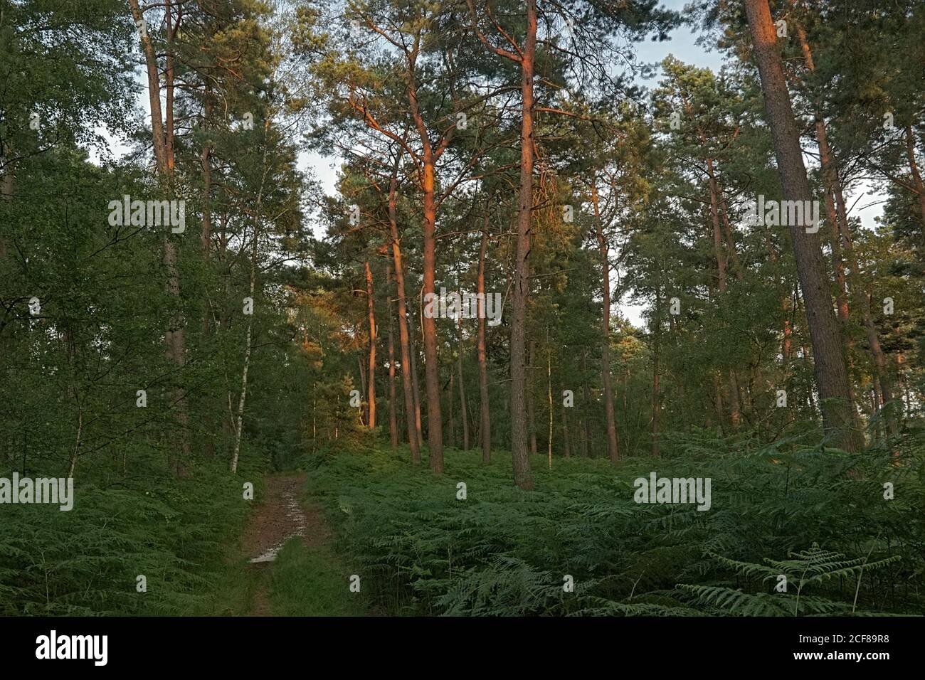 pine forest in evening sunlight in Ermonville Stock Photo - Alamy