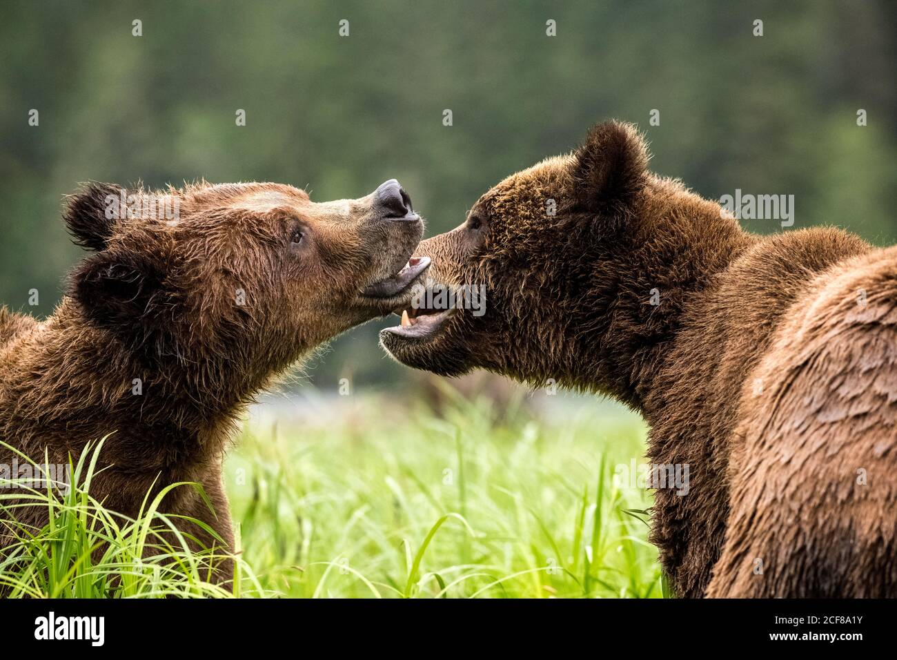 Closeup of Grizzly bears playing together in the Khutzeymateen Grizzly ...