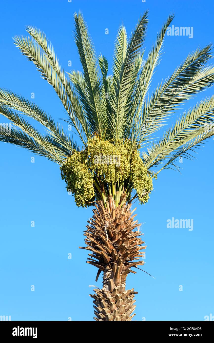 A cluster of dates on the date palm tree against blue sky. Jews eat new ...