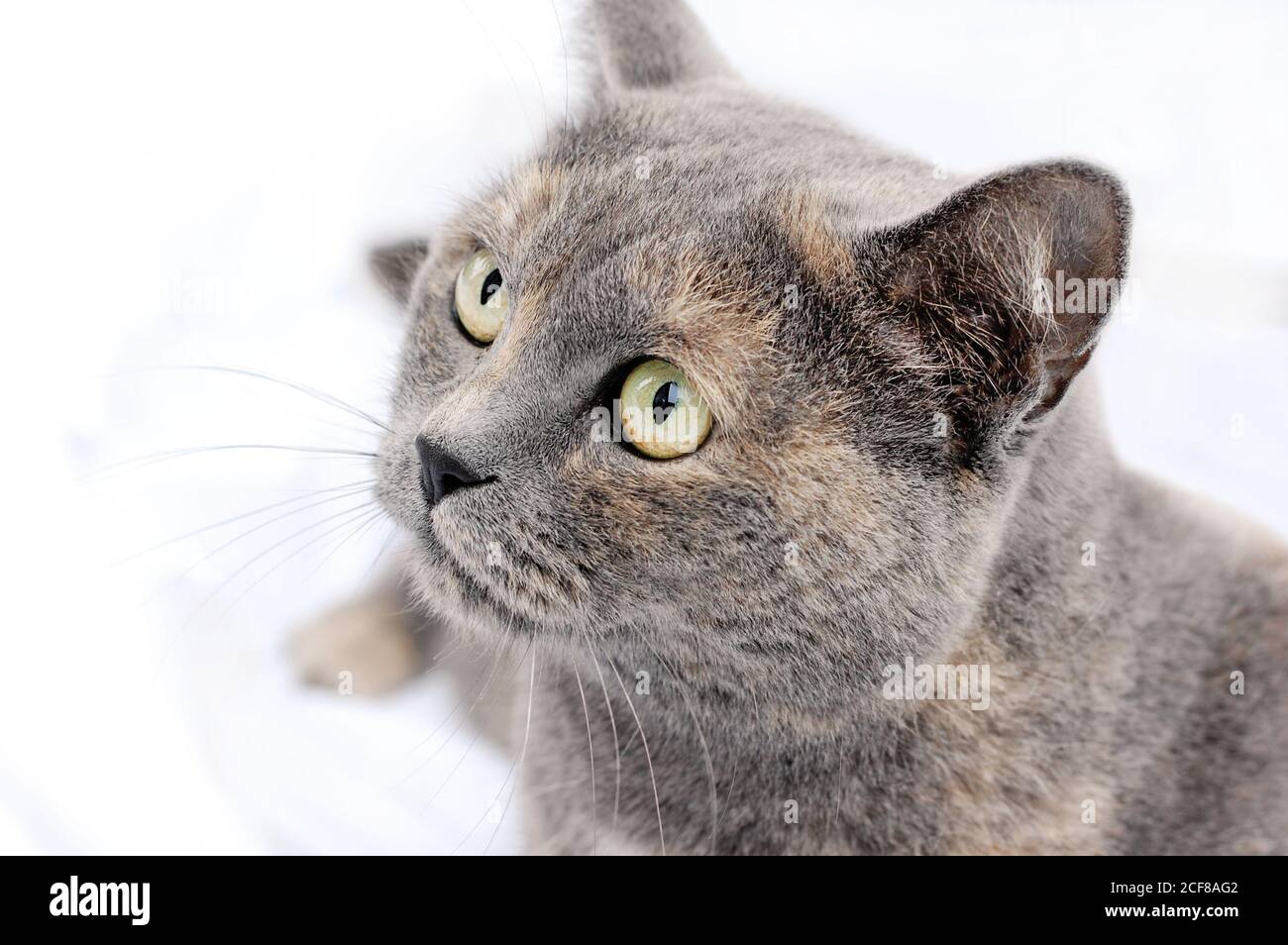 portrait of gray female cat in a half-turned. Close up. Mix of British ...