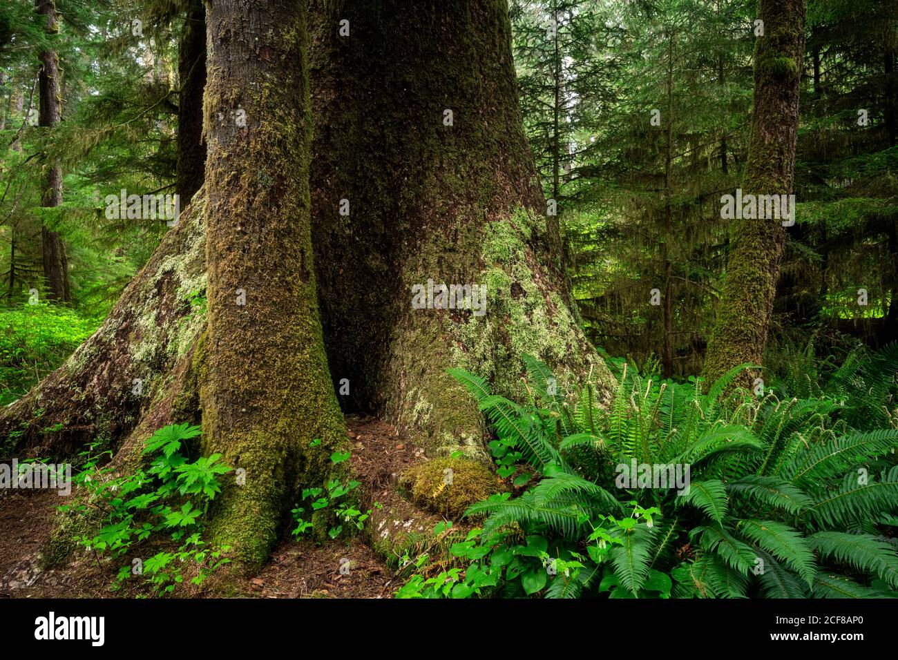 Carmanah forest hi-res stock photography and images - Alamy