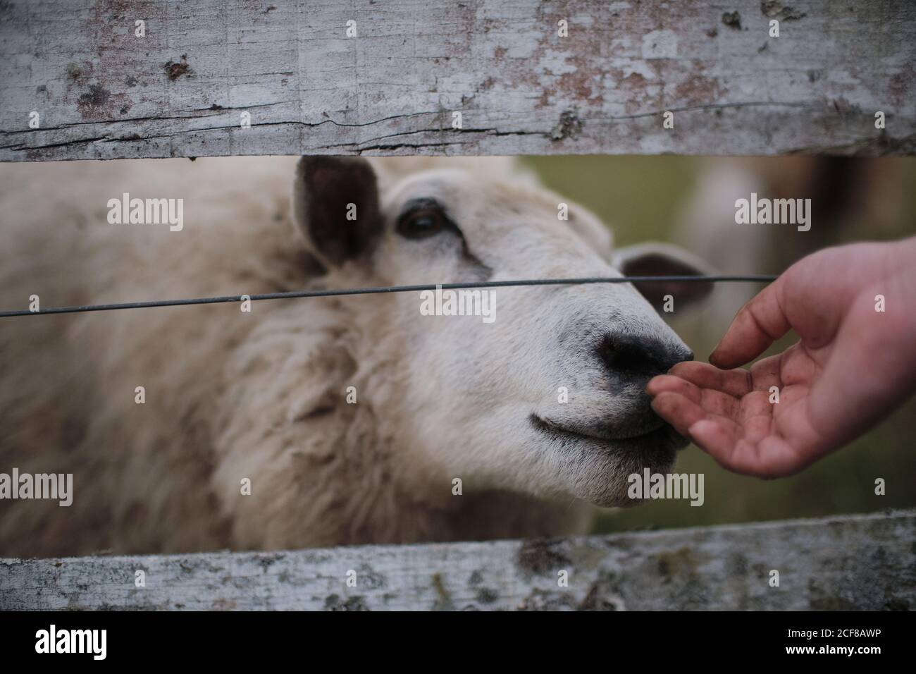 White sheep in the farm in the rural area Stock Photo - Alamy