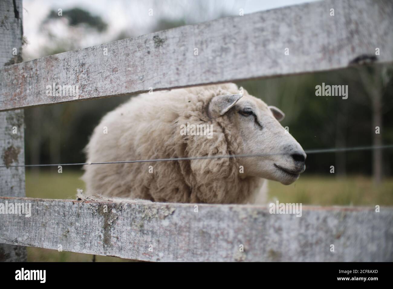 White sheep in the farm in the rural area Stock Photo - Alamy