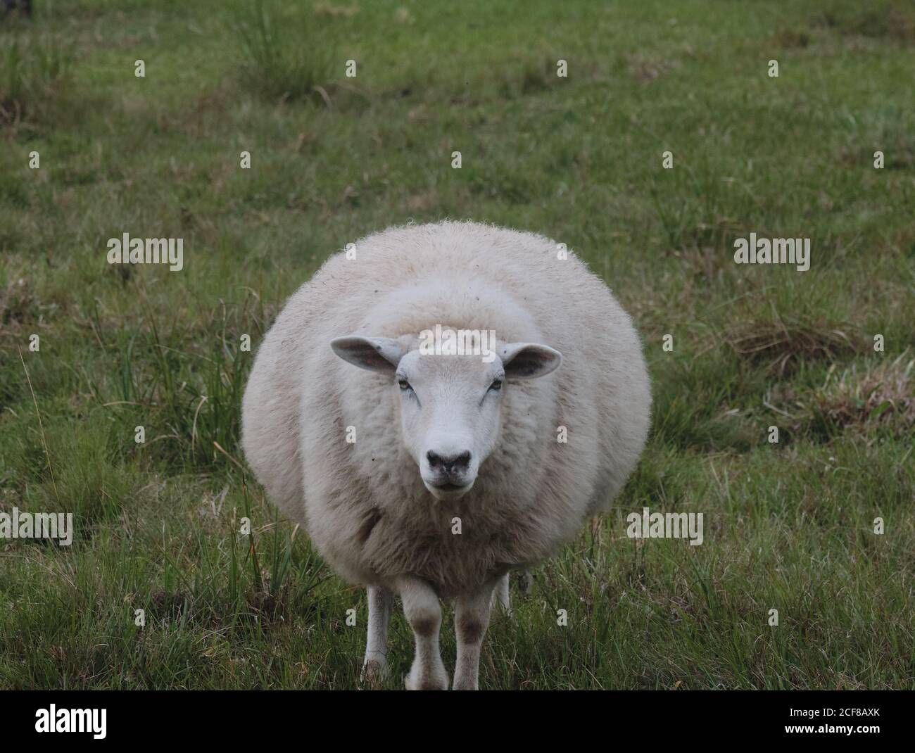 White sheep in the farm in the rural area Stock Photo - Alamy