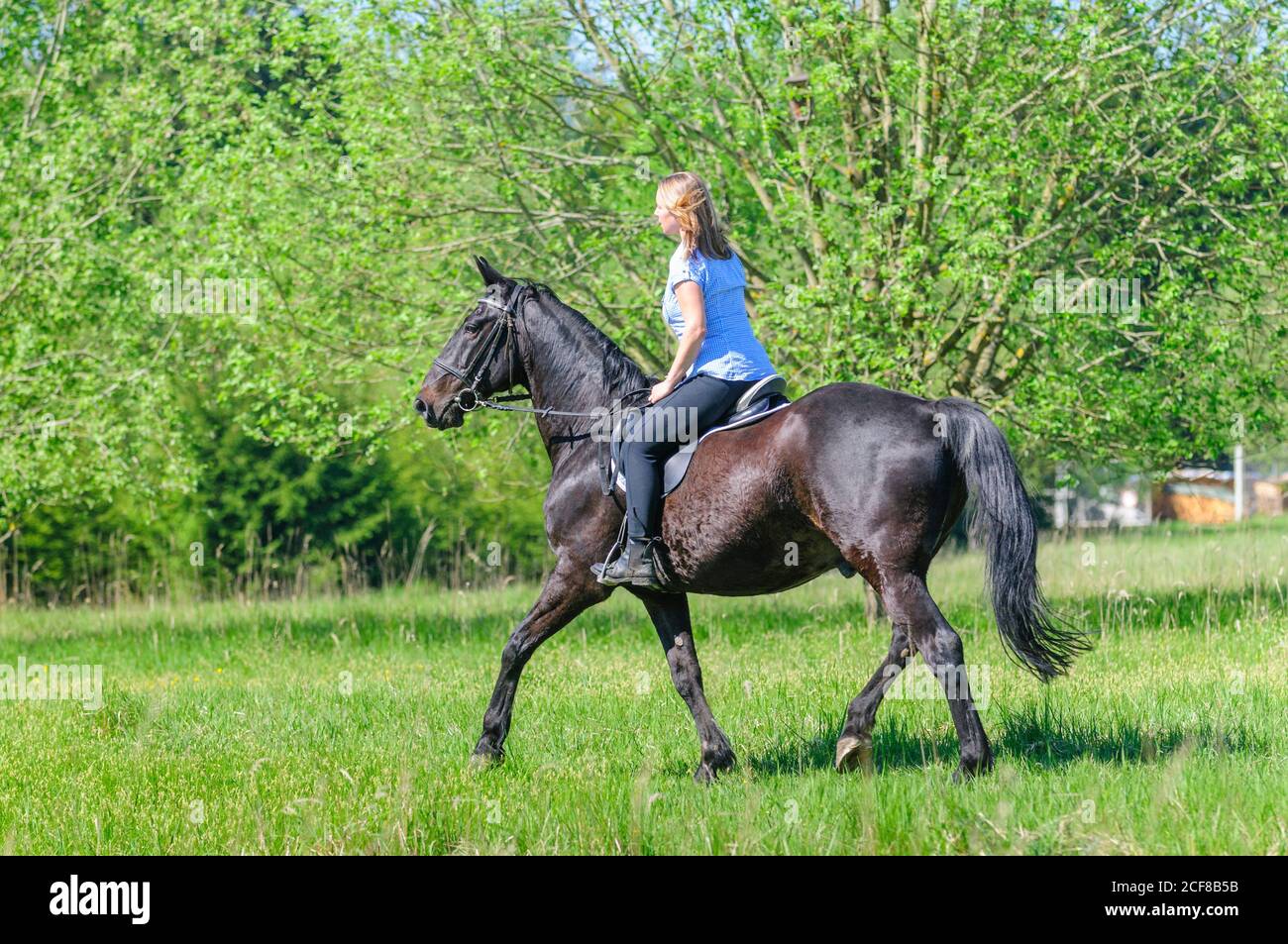 Riding horse in nature hi-res stock photography and images - Alamy
