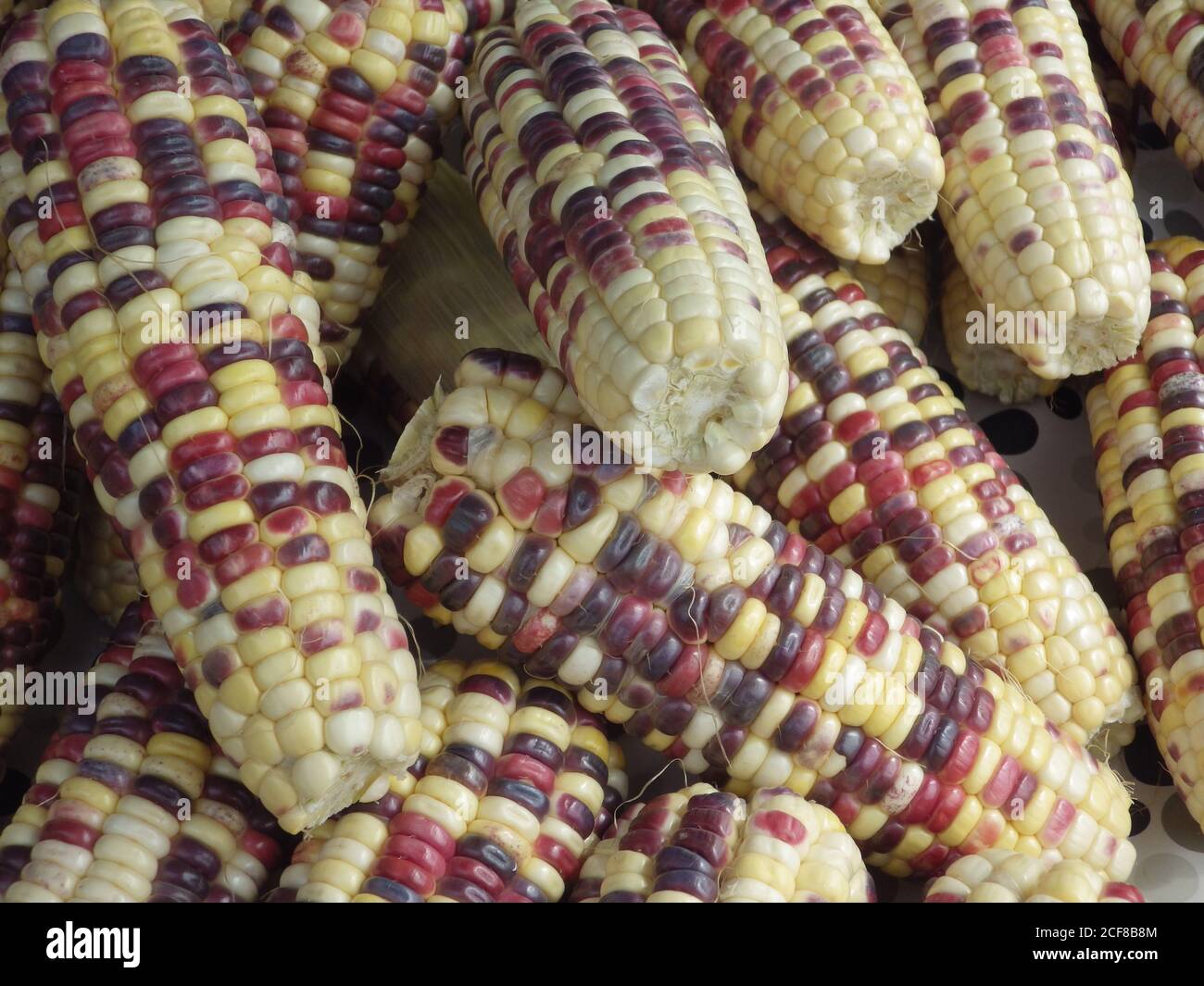 Closeup top view a pile of colorful corn cobs Stock Photo - Alamy