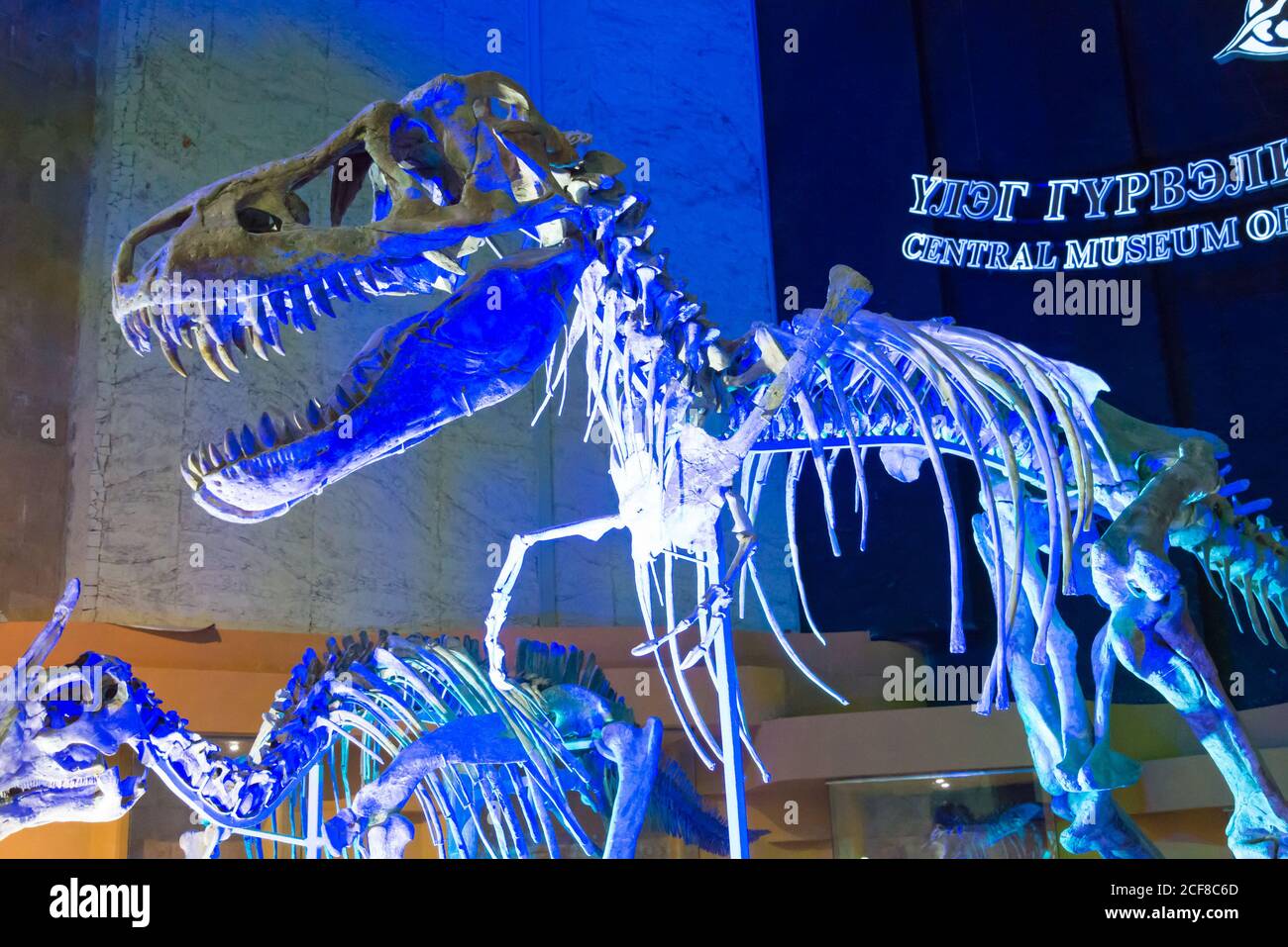 ULAANBAATAR, MONGOLIA - Bactrosaurus specimen at Central Museum of ...