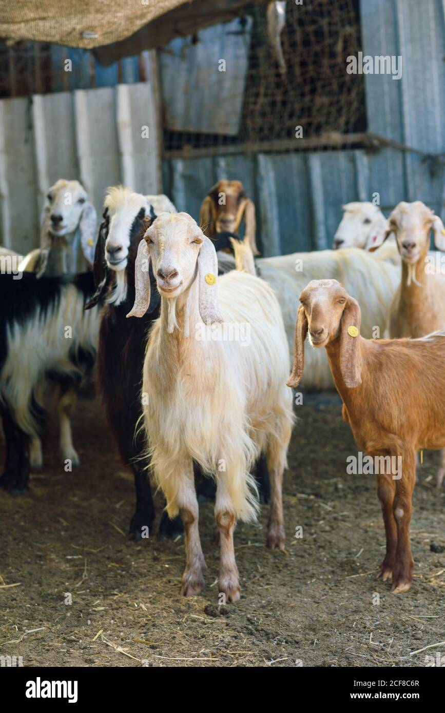 Many goats in animal pen. Curious goat herd to look at the camera Stock ...