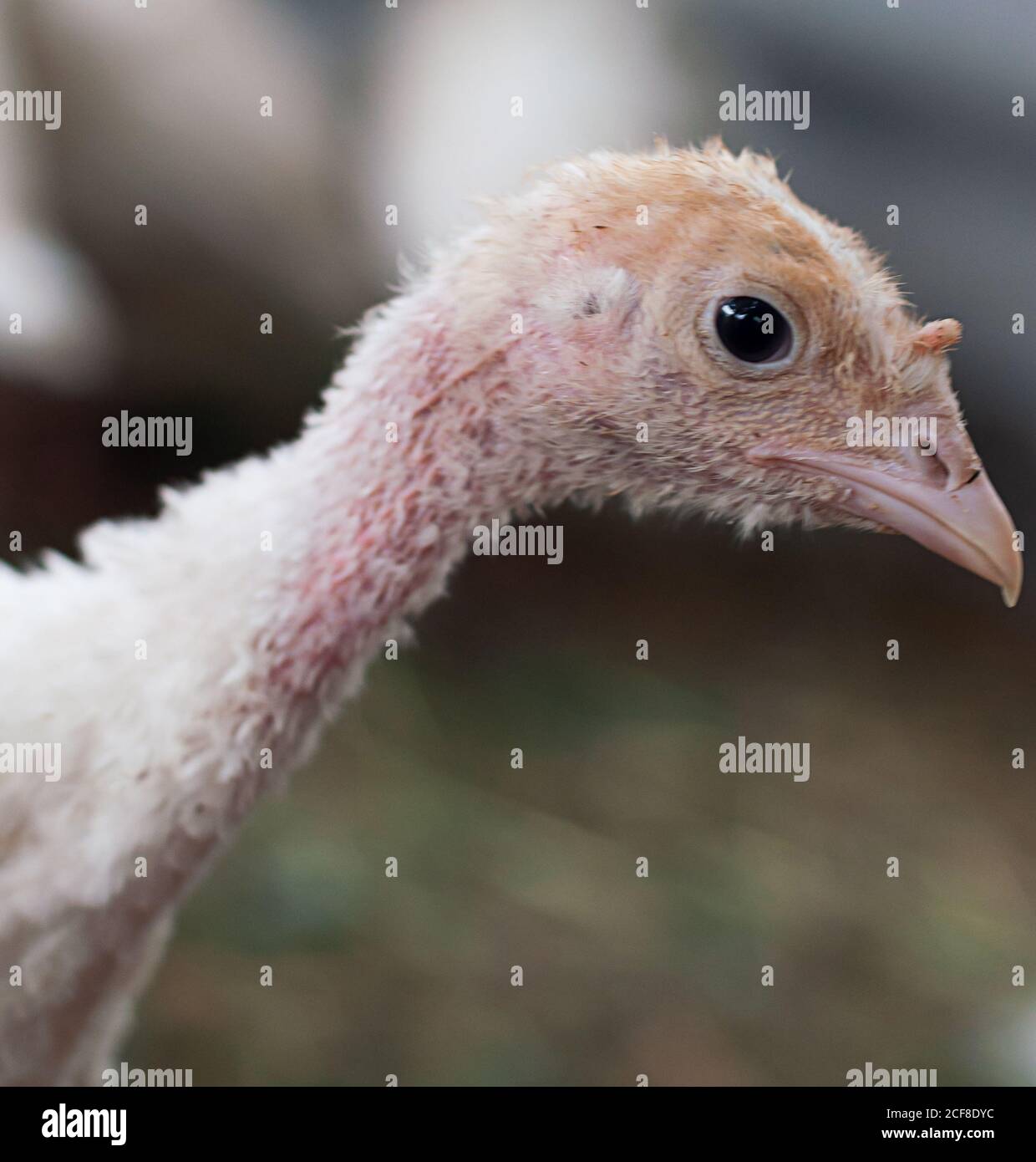 young turkeys on the farm, turkey breeding Stock Photo - Alamy
