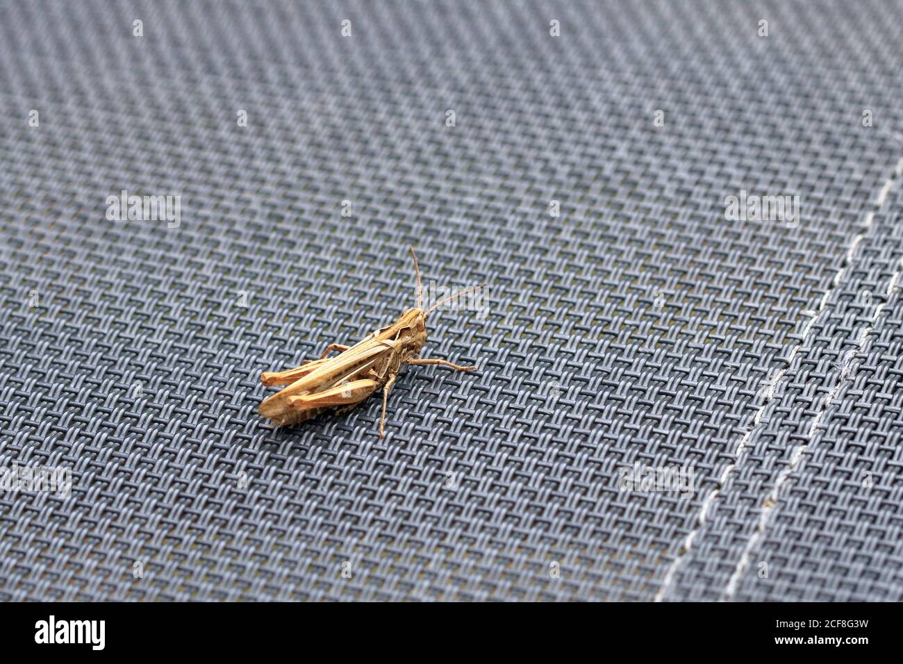 A Locust (Orthoptera) isolated on garden chair Stock Photo - Alamy