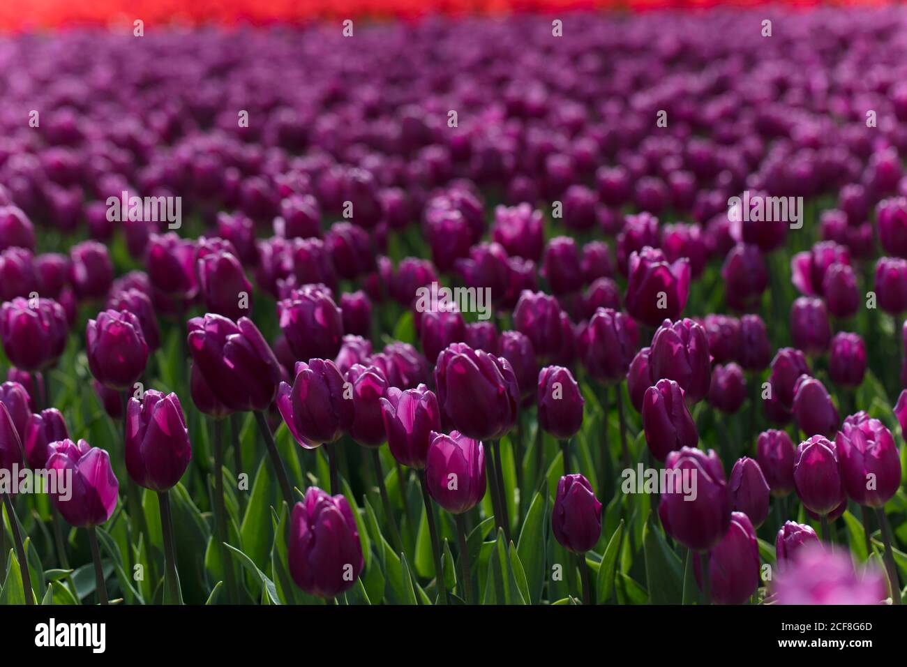 Tulip plantation in Netherlands. Traditional dutch rural landscape with ...