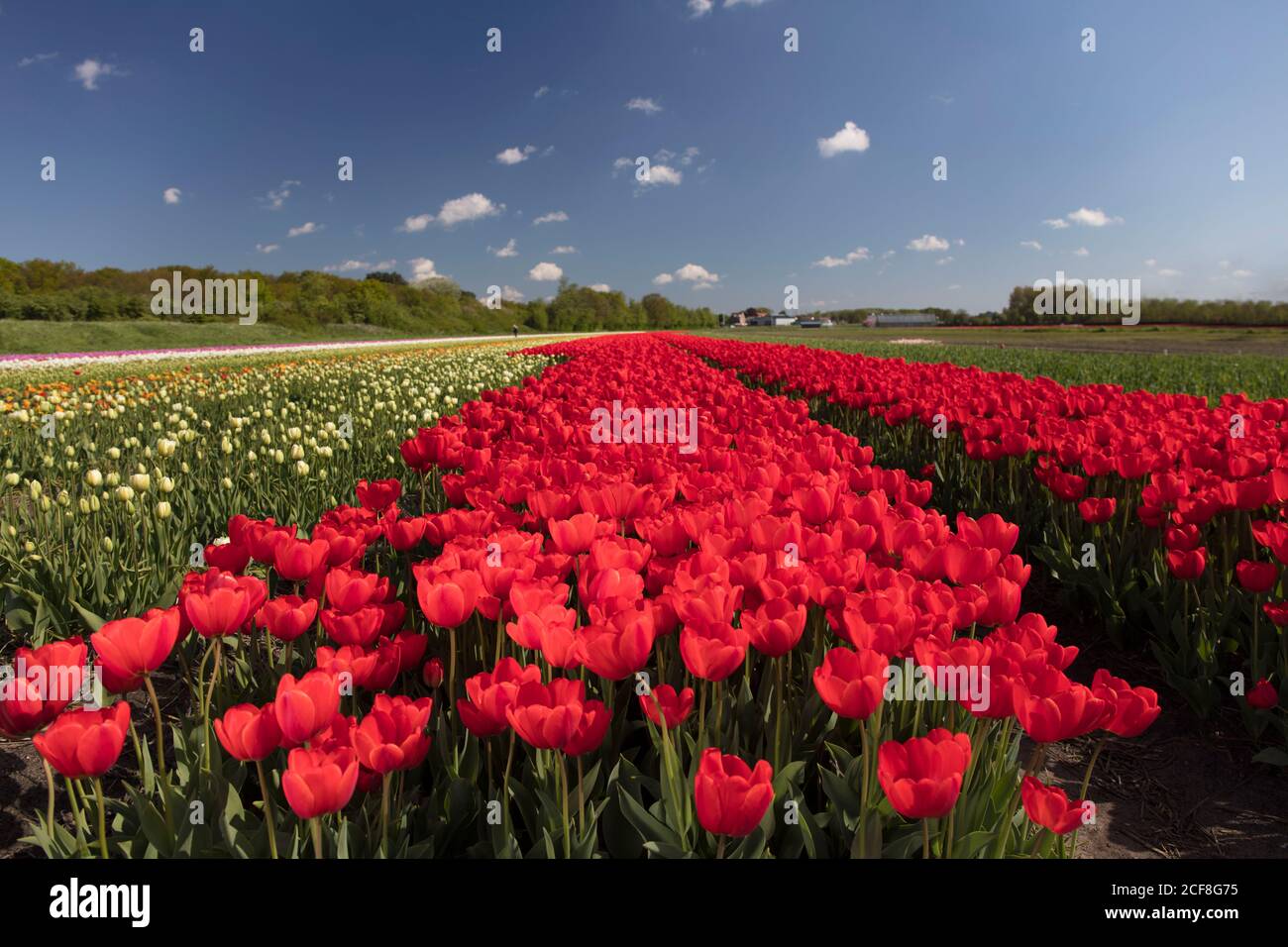 Tulip plantation in Netherlands. Traditional dutch rural landscape with ...