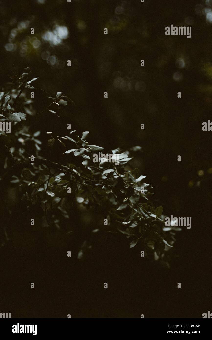 green bush growing in forest Stock Photo - Alamy