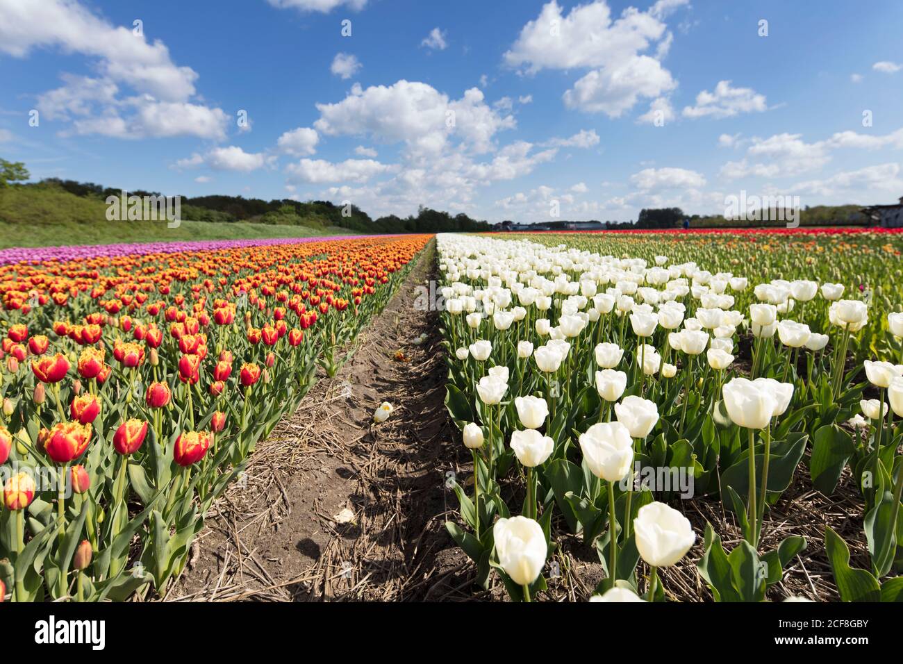 Tulip plantation in Netherlands. Traditional dutch rural landscape with ...