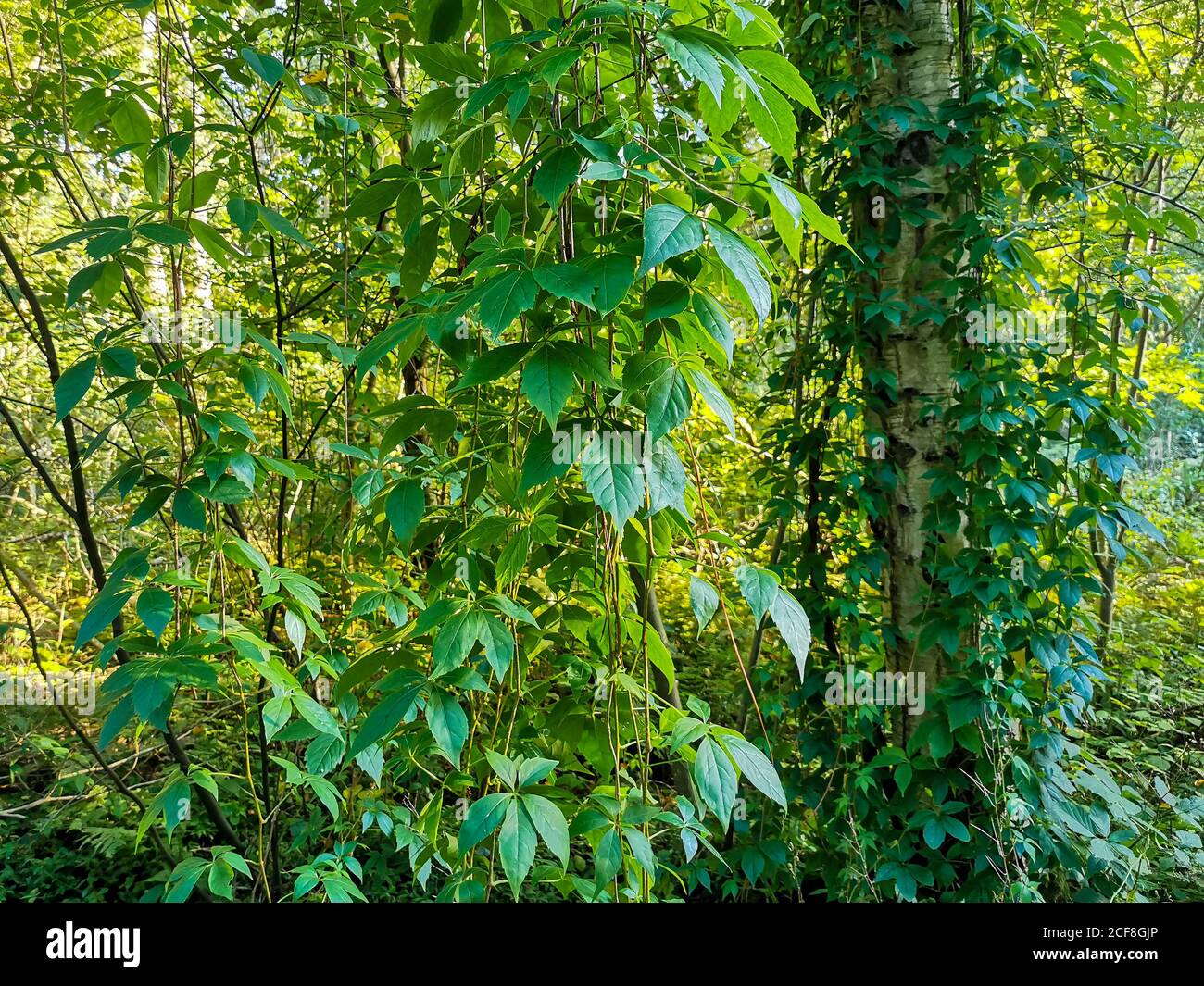Climbing plants hang down from birch trees in the forest of Leherheide ...