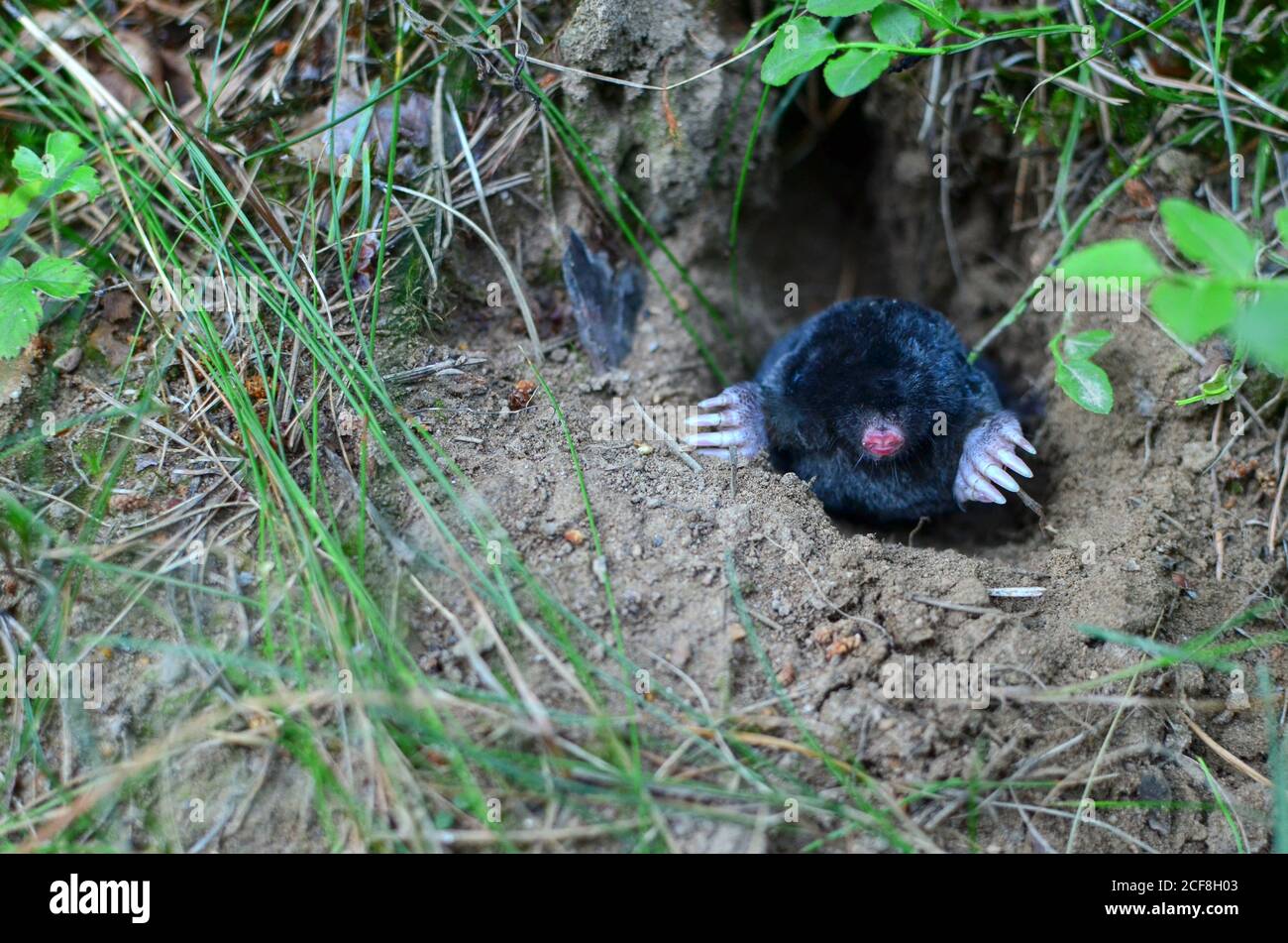 Mole crawling out of molehill above ground, showing strong front feet ...