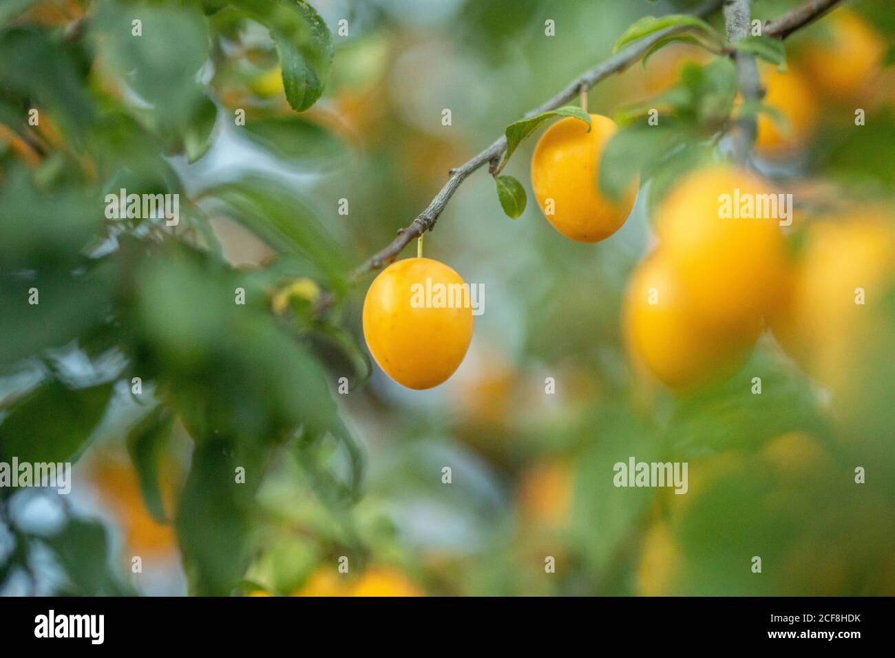 Plump fruit hi-res stock photography and images - Alamy