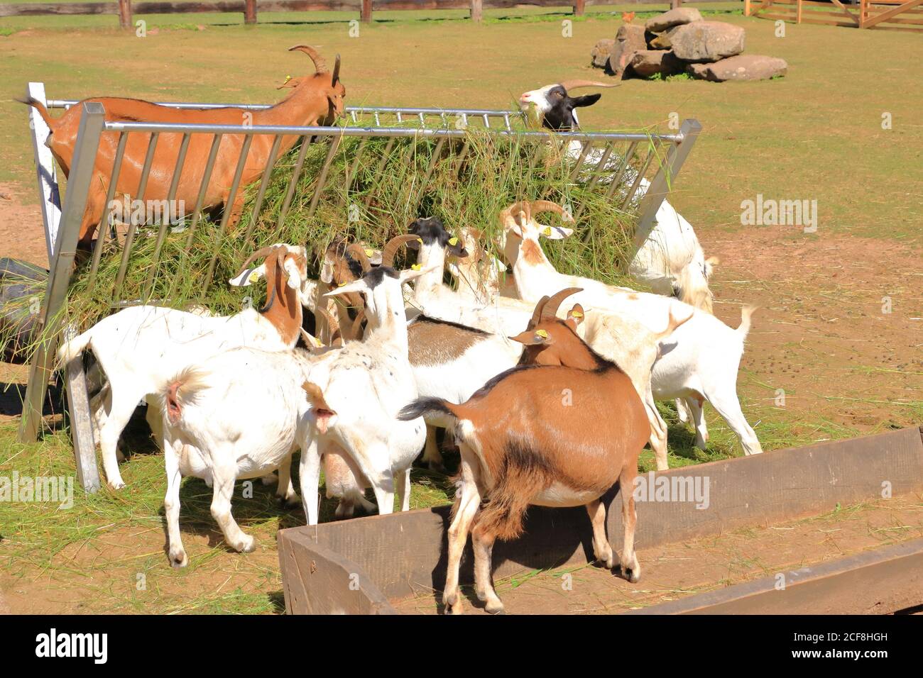 goats during the lunch in a park Stock Photo - Alamy