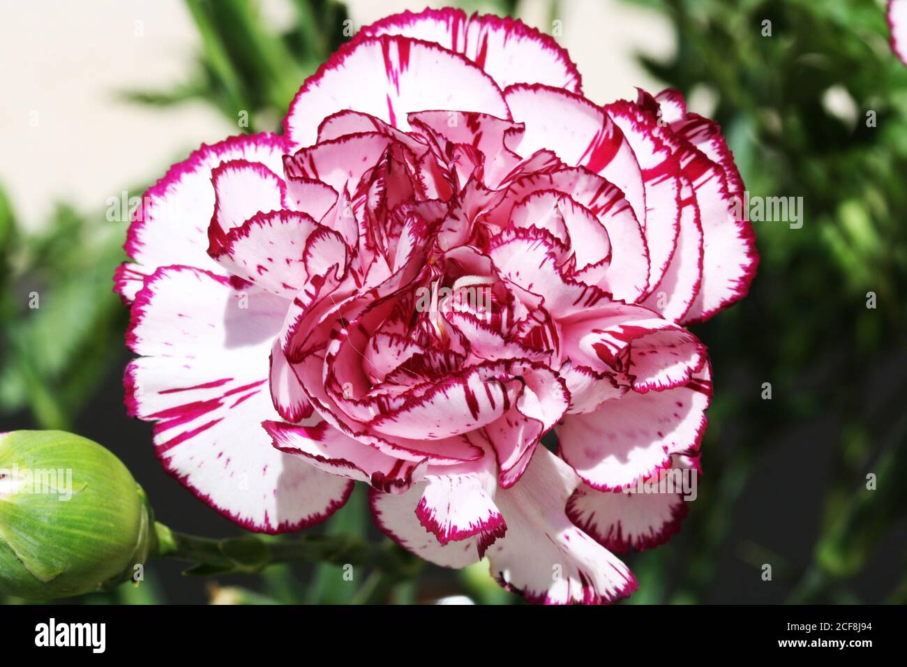 Nelke blume hi-res stock photography and images - Alamy