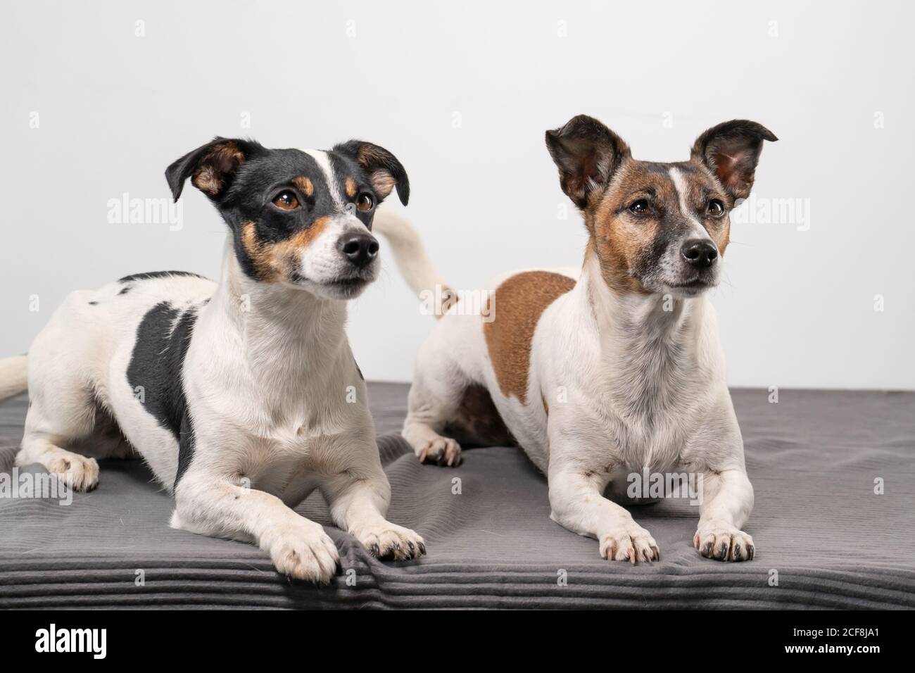Jack Russell Terrier Black And White Brown