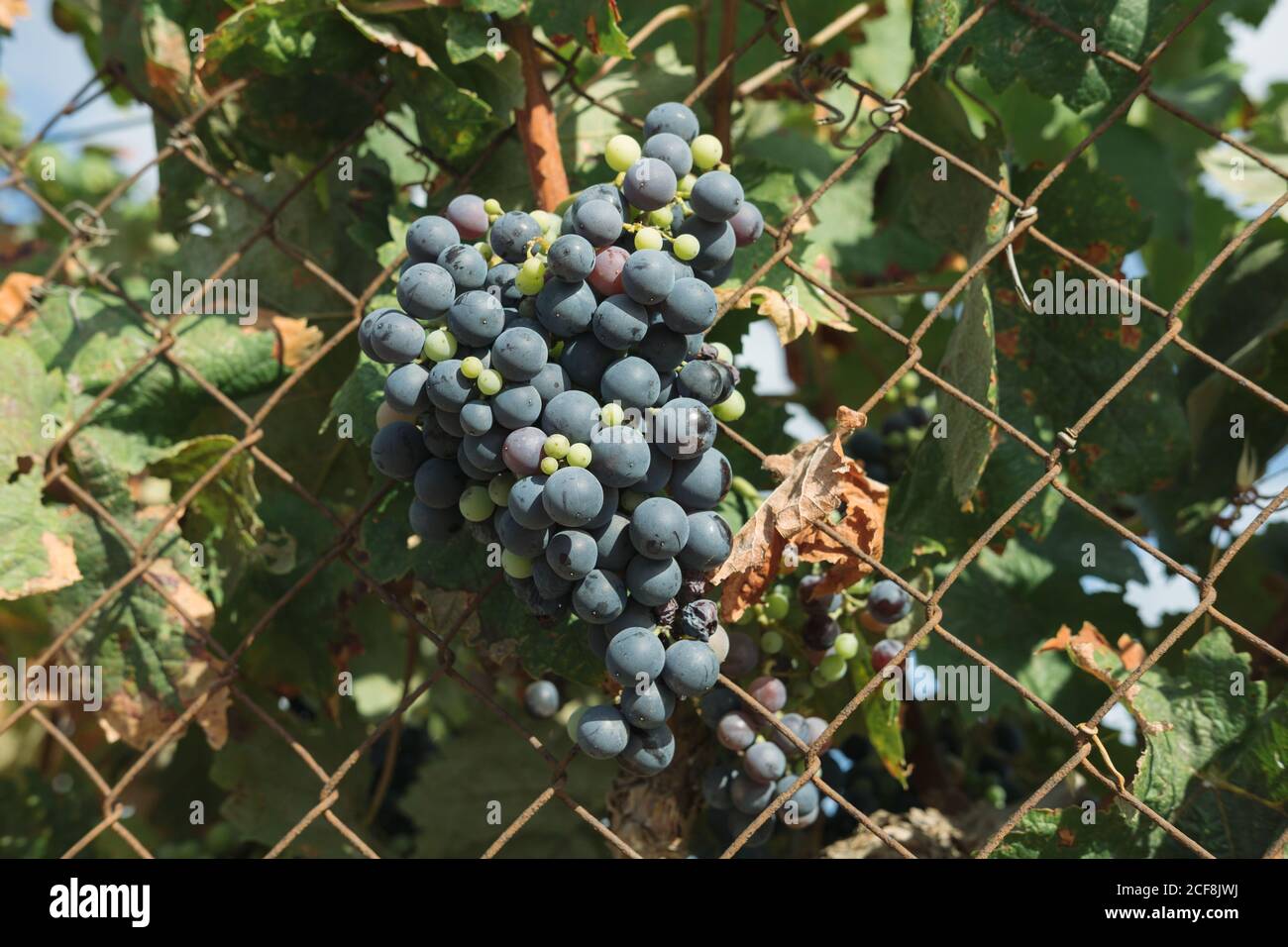 Closeup shot of black grape growing on a tree behind a grid fence Stock ...