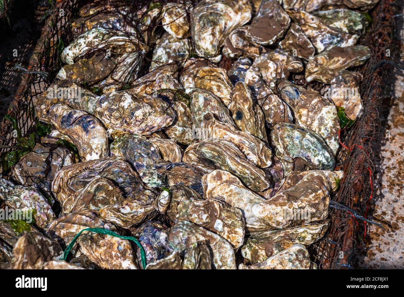 Fresh oysters in Oualidia, a coastal village in Morocco situated ...