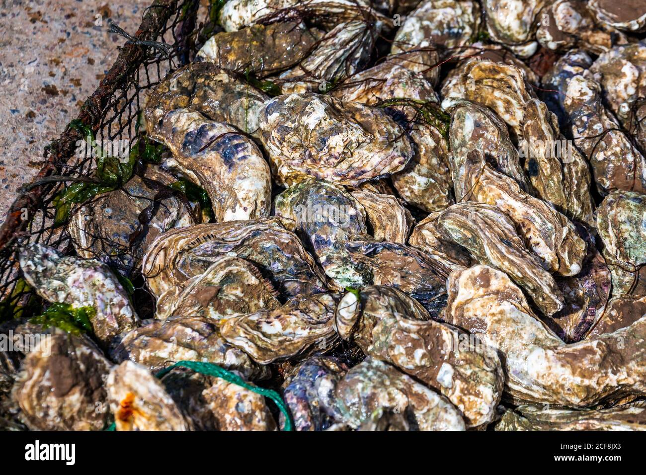 Fresh oysters in Oualidia, a coastal village in Morocco situated ...