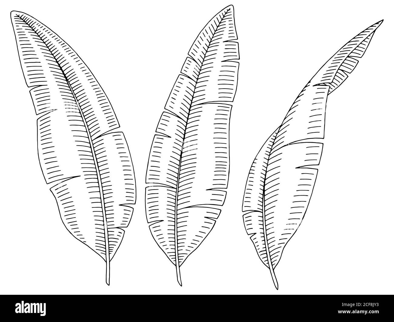 Line art banana palm Stock Vector Images - Alamy
