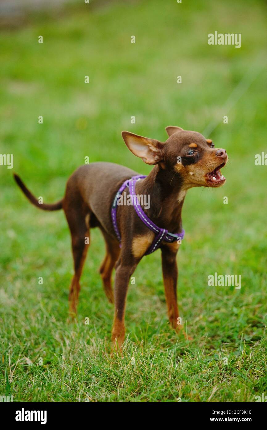 Cute Prague ratter playing outdoors at daytime Stock Photo - Alamy