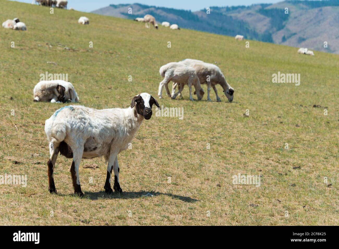 Sheeps in Kharkhorin (Karakorum), Mongolia Stock Photo - Alamy