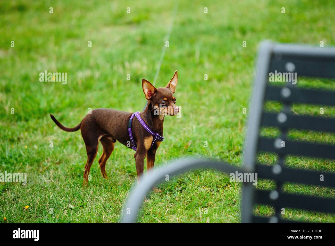Cute Prague ratter playing outdoors at daytime Stock Photo - Alamy