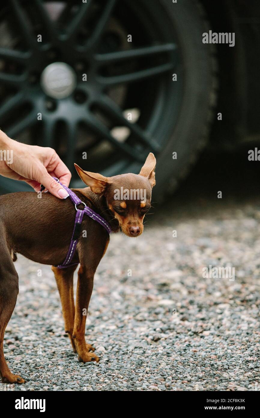 Cute Prague ratter playing outdoors at daytime Stock Photo - Alamy