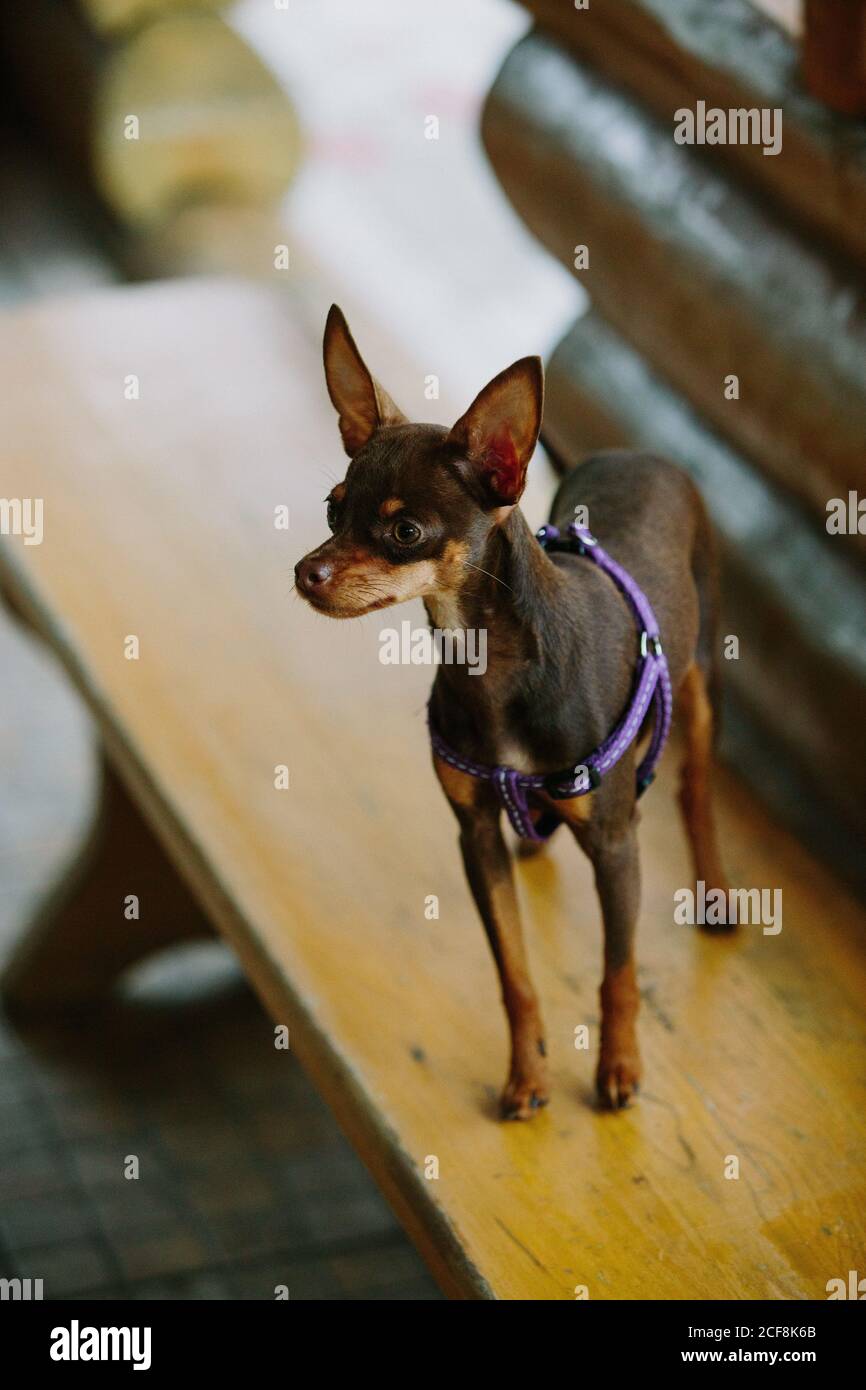 Cute Prague ratter playing outdoors at daytime Stock Photo - Alamy