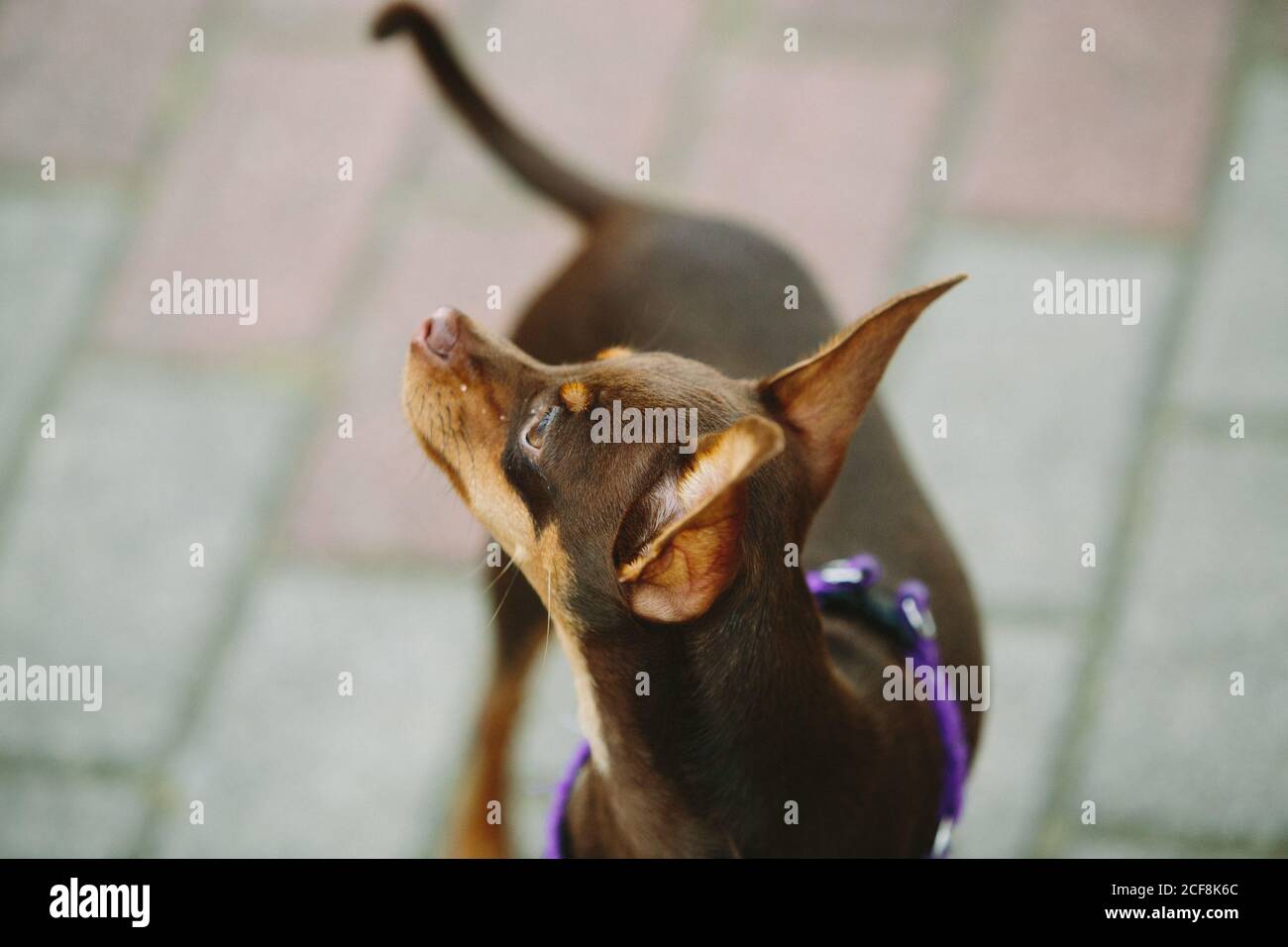 Cute Prague ratter playing outdoors at daytime Stock Photo - Alamy