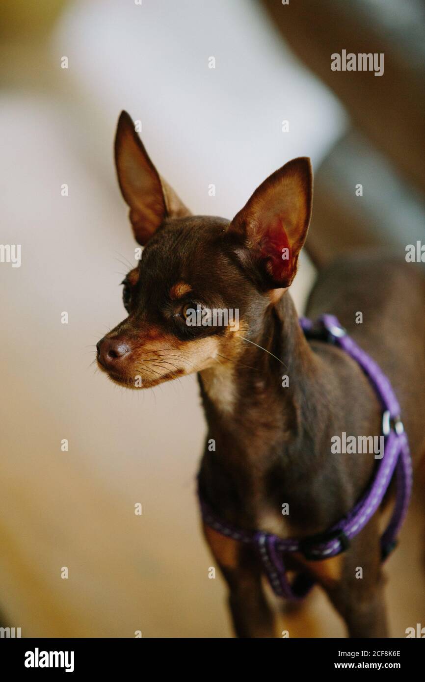 Cute Prague ratter playing outdoors at daytime Stock Photo - Alamy