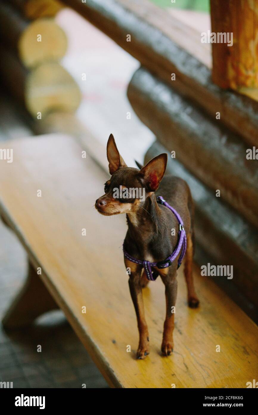 Cute Prague ratter playing outdoors at daytime Stock Photo - Alamy