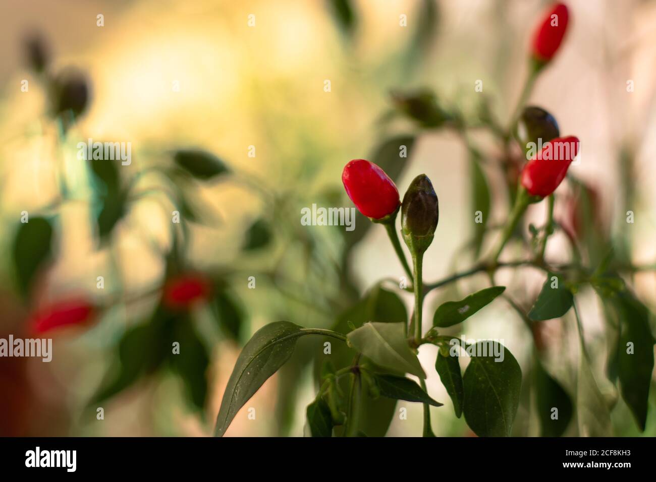 Many small red chilli peppers being grown at a home garden. Vegetables ...