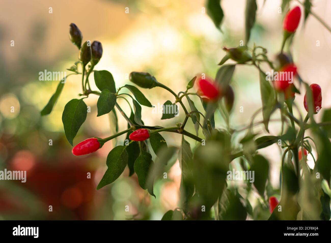 Many small red chilli peppers being grown at a home garden. Vegetables ...