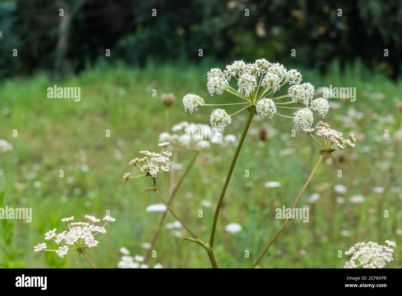 Closeup shot of the Wild celery in the field Stock Photo - Alamy