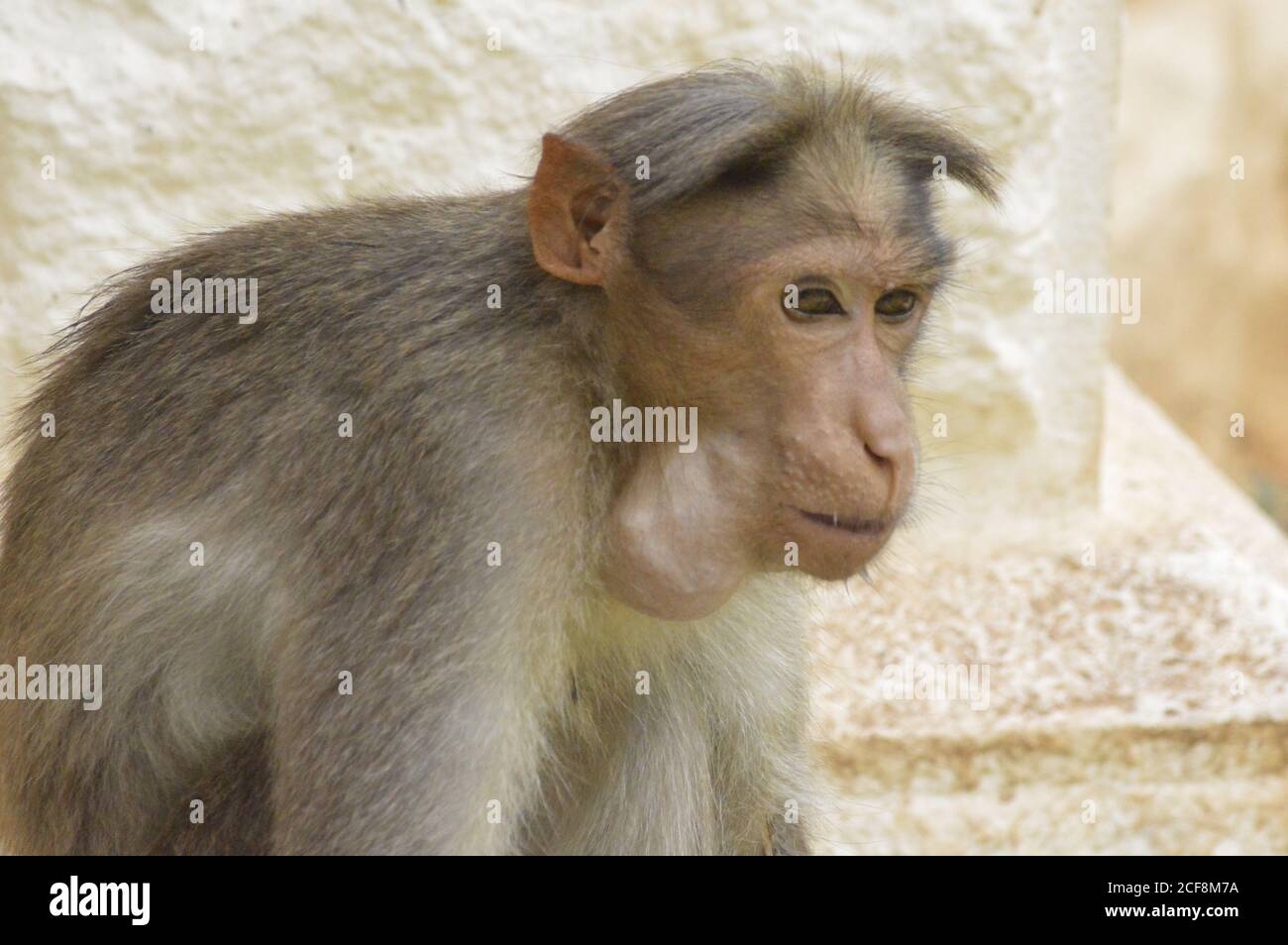 Closeup shot of a rhesus macaque in the zoo Stock Photo - Alamy