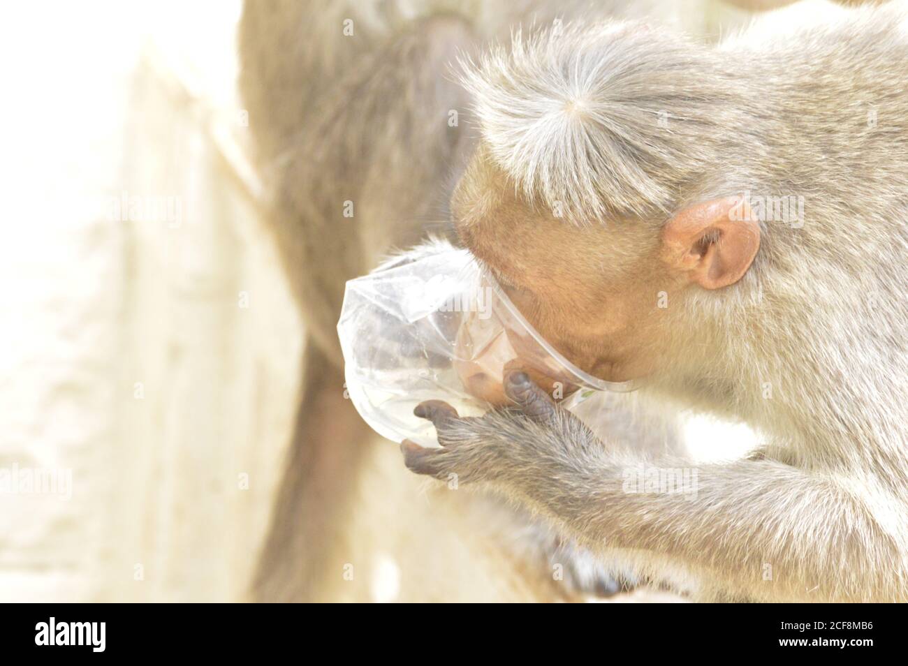 Closeup shot brown macaque hi-res stock photography and images - Alamy