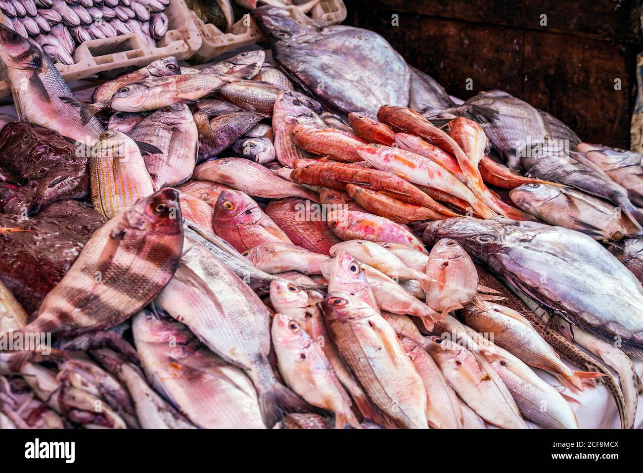 Fish from Atlantic ocean at the Essaouira port in Morocco Stock Photo ...
