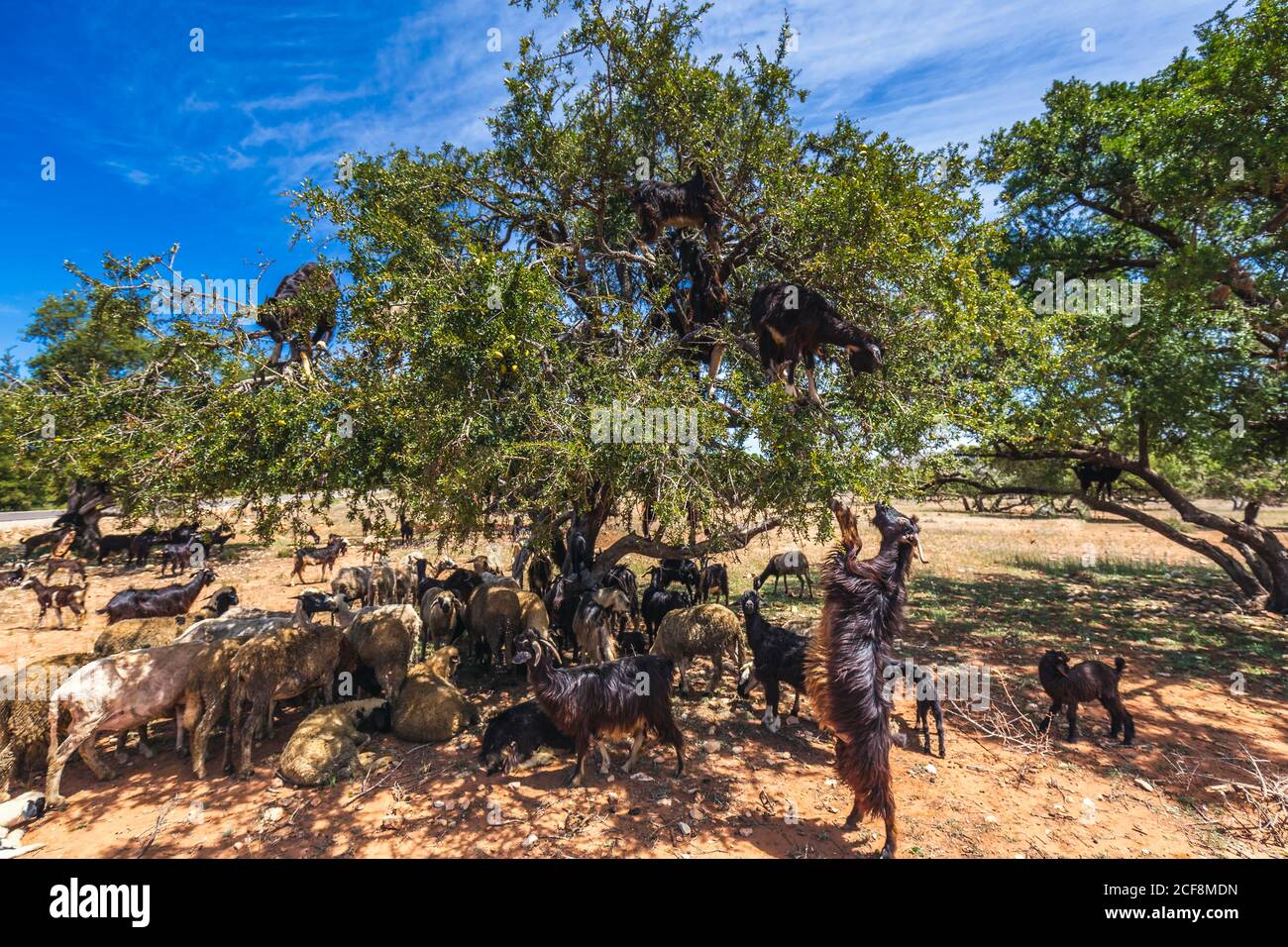Heard of goats climbed on an argan tree on a way to Essaouira, Morocco ...