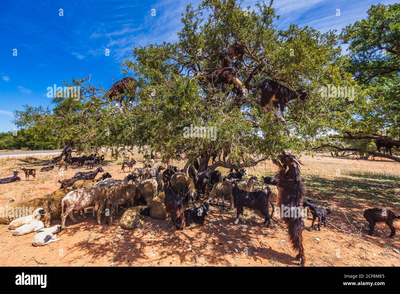 Heard of goats climbed on an argan tree on a way to Essaouira, Morocco ...