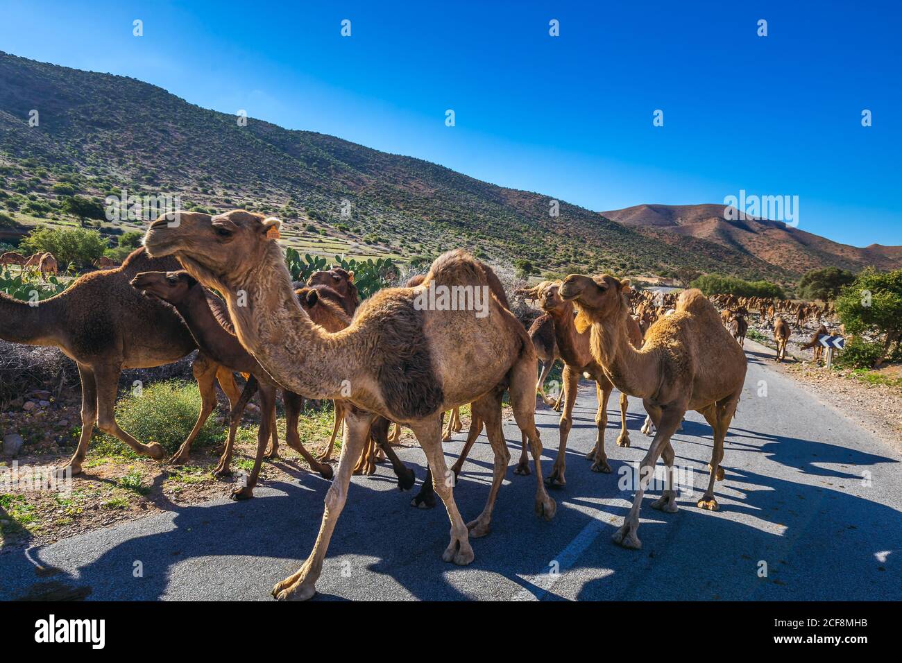 Moroccan camels breeding hi-res stock photography and images - Alamy